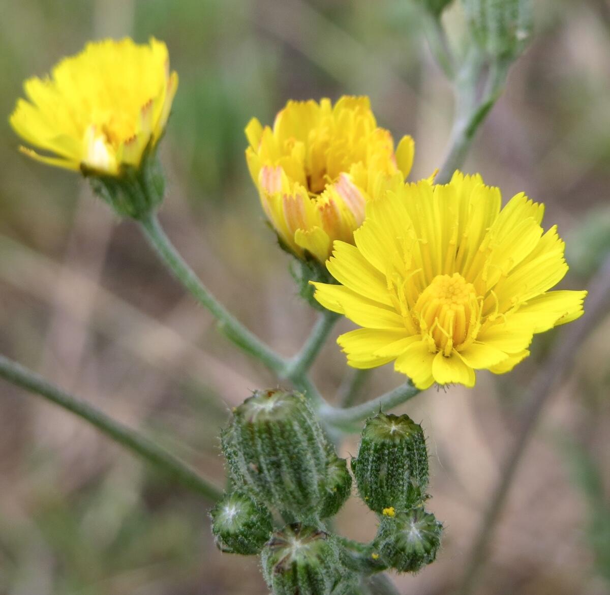 almindelig-kongepen-hypochaeris-radicata