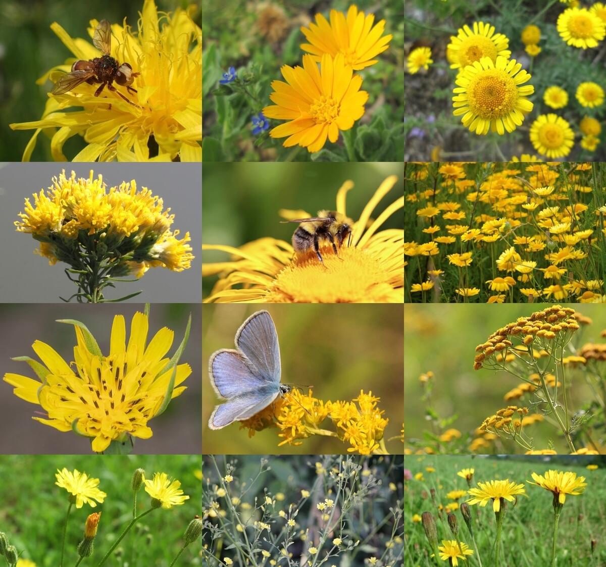 12 gule insektmagneter - kurvblomster særligt til enlige bier og ...