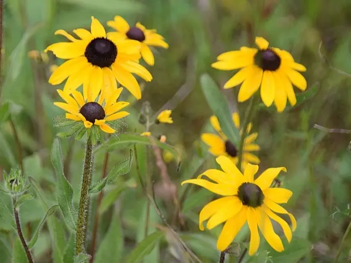 Rudbeckia hirta solhat frø