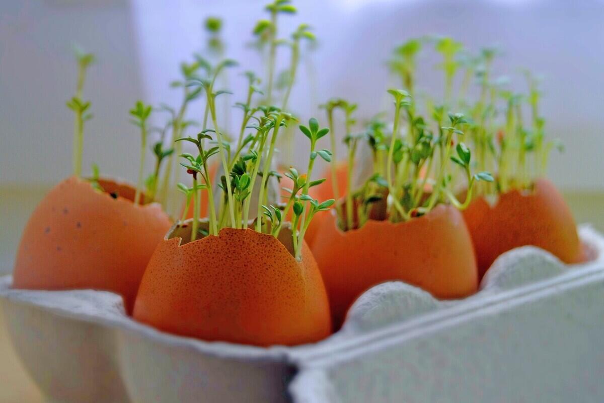 Karse frø, stor pose