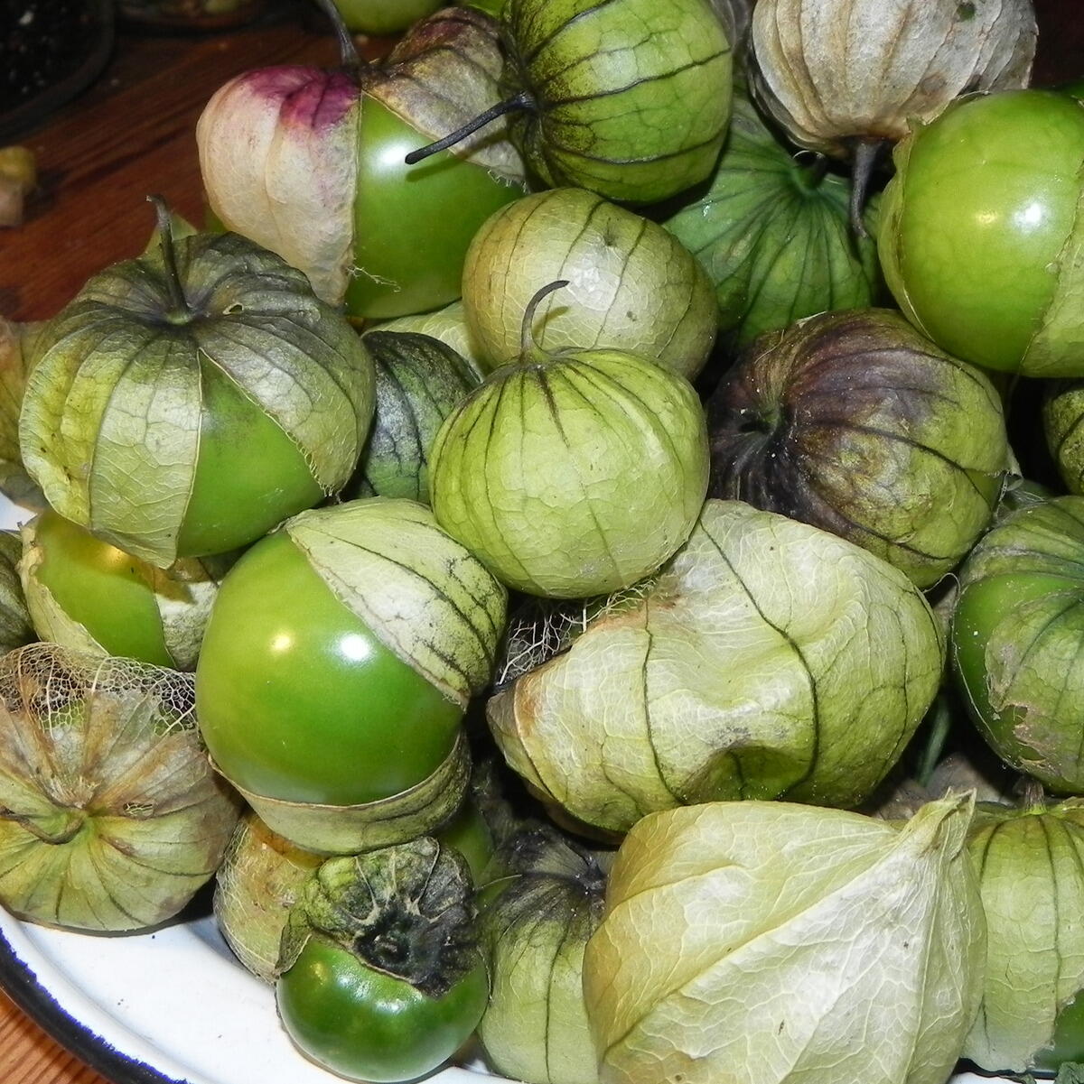 Tomatillo | MYRRHIS