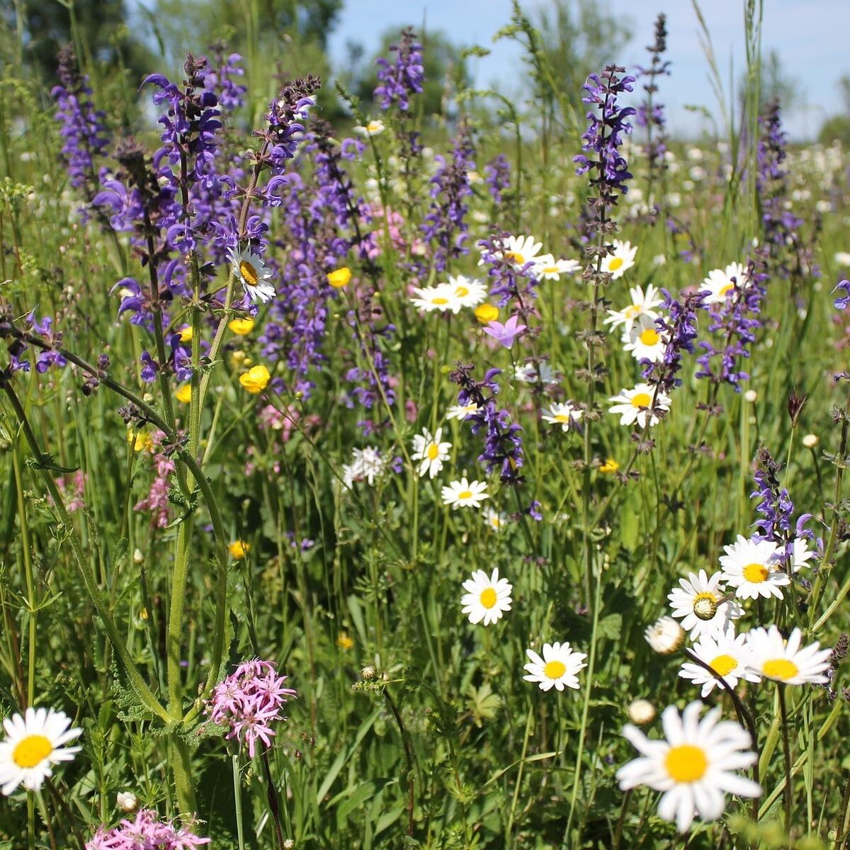 10 smukke vilde til staudebedet | Birk & Barfod