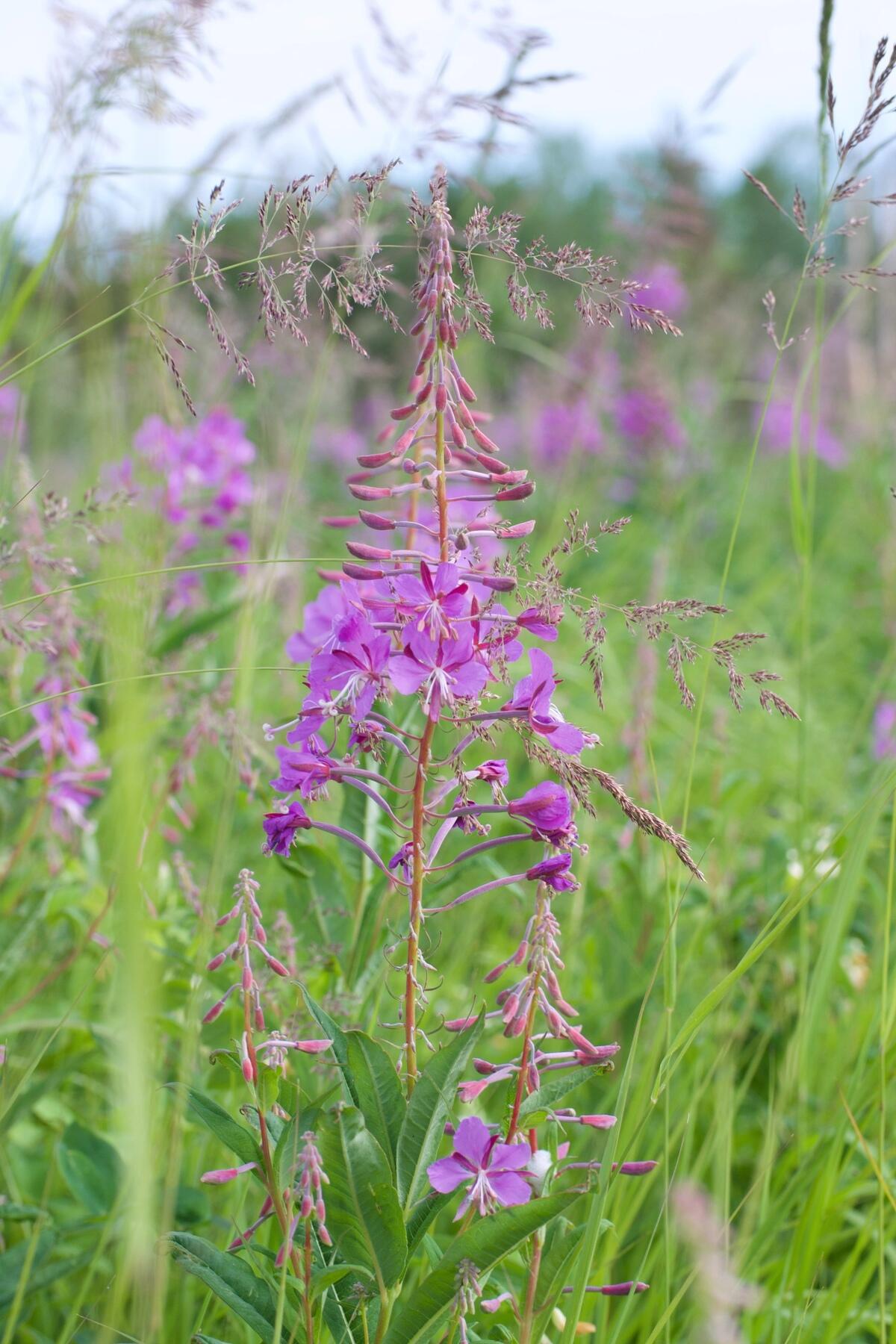 Vilde spiselige blomster | Birk & Barfod