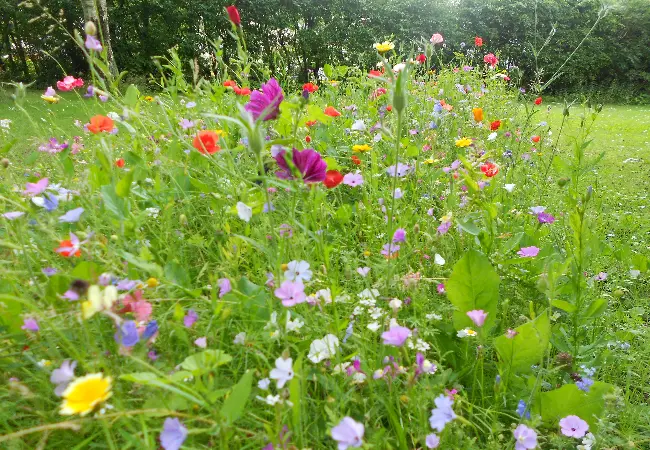 Vild med tøseblomster frøblanding med vilde blomsterfrø