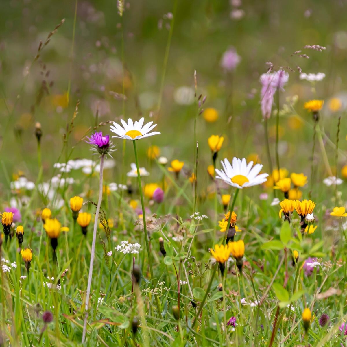 Vilde blomster til almindelig havejord | Birk & Barfod