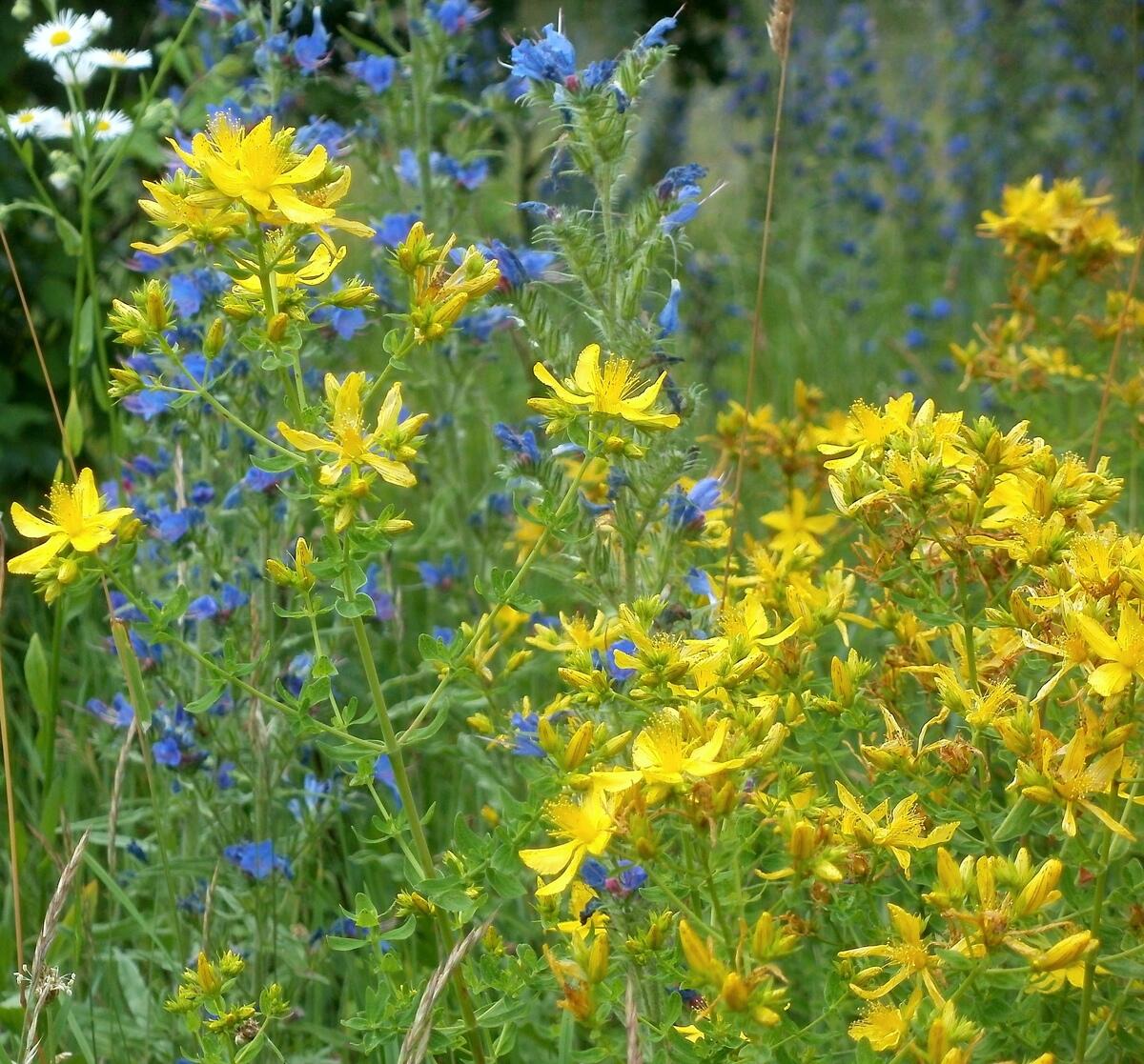 prikbladet-perikon-hypericum-perforatum