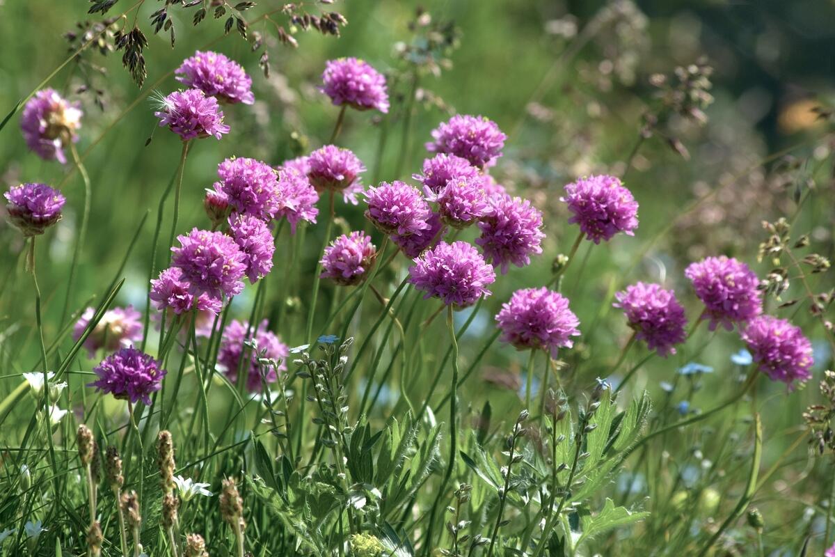 Vilde salttolerante blomster | Birk & Barfod