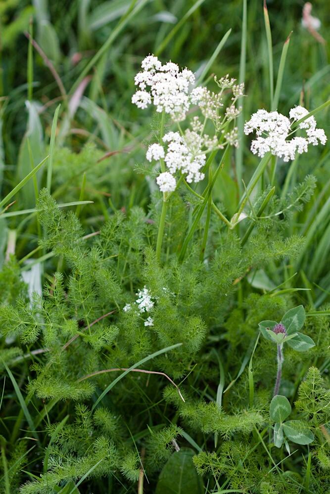 Bjørnerod, Meum athamanticum | Birk & Barfod