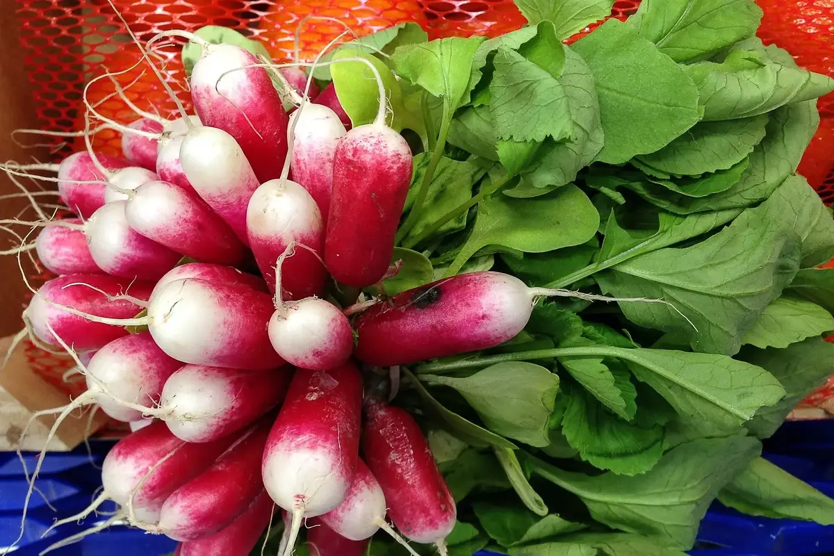 Frø til Radiser, Pernot Clair