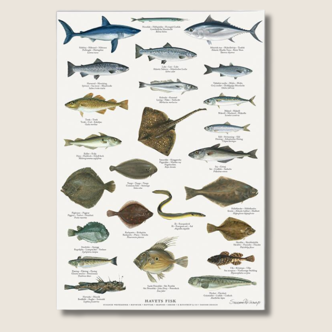 Plakat - Havets fisk | BubbleMinds Butik