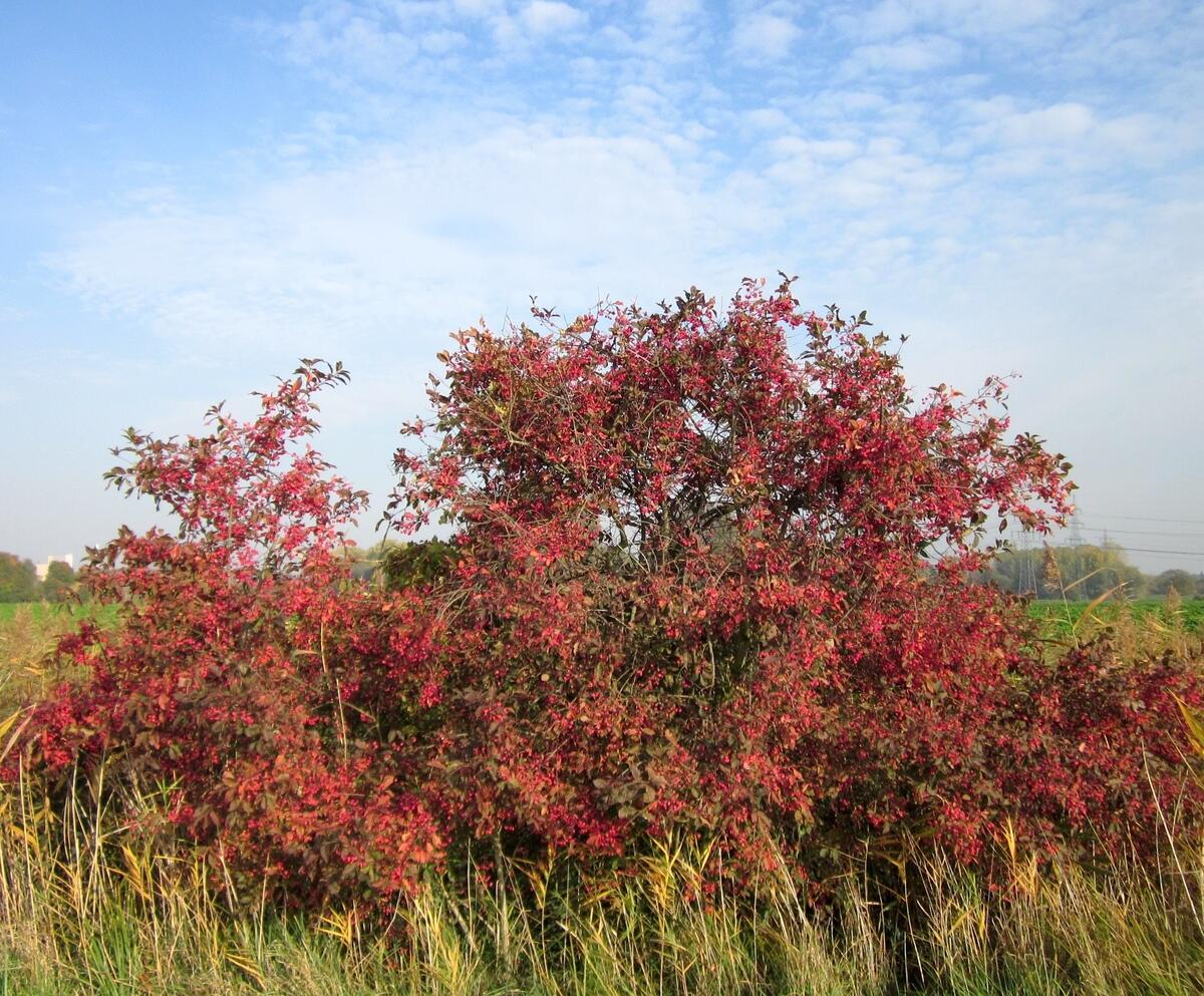 Benved, Euonymus europaeus | Birk & Barfod